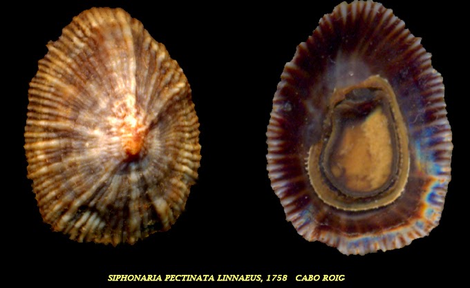 MALACOLOGÍA MEDITERRÁNEA: SIPHONARIIDAE