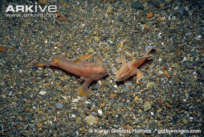 Spotted handfish ( Ikan Berkaki Empat ) ~ Informasi Penting | Cara-Cara ...