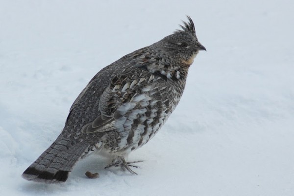 Nature in a Nutshell: Snow tracks: Ruffed Grouse