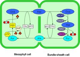 World rices: C4 Rice: The rice of future