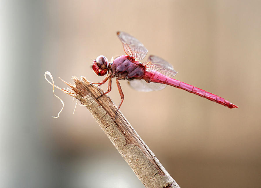 Manda Animali: Libellula Rosa, Viola, Rossa e Dorata!!