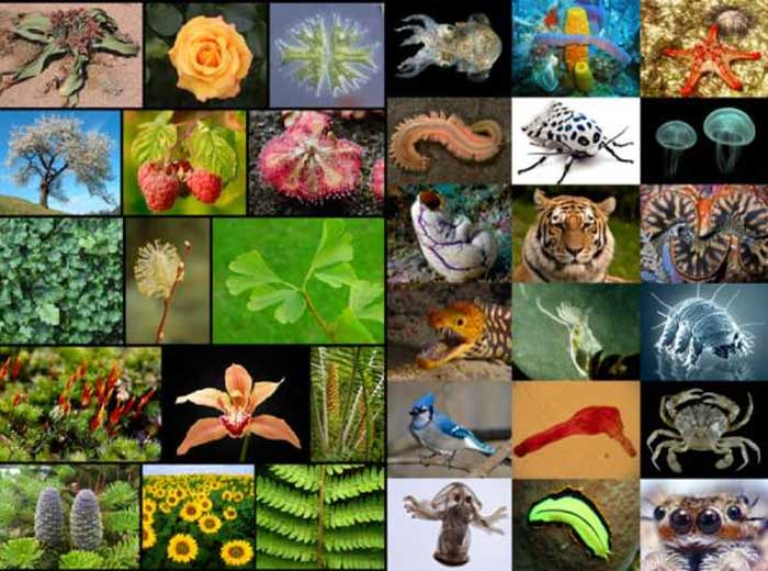 Bitkiler-Hayvanlar - Biyoloji Eğitim