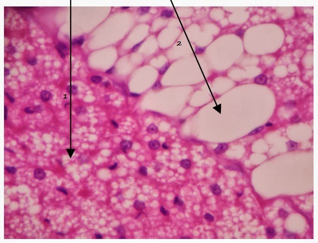 Atlas Histologia Animal: Tecido Adiposo