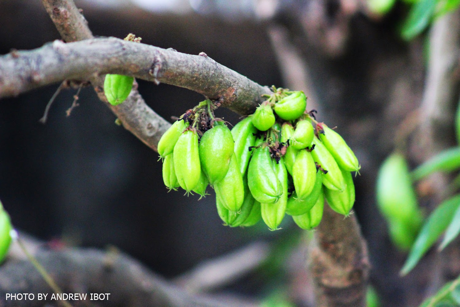 Ako si ANDREW IBOT!: Kamias (Averrhoa bilimbi)