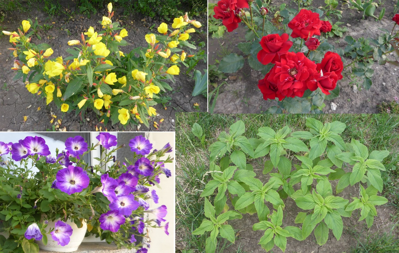 Beauty of dreams : Co słychać w ogródku :)