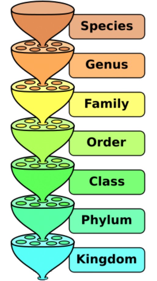 Charles Darwin. L'evolucionisme.: Camí a l'evolució