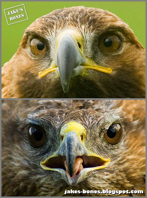 Meeting a golden eagle for real : Jake's Bones