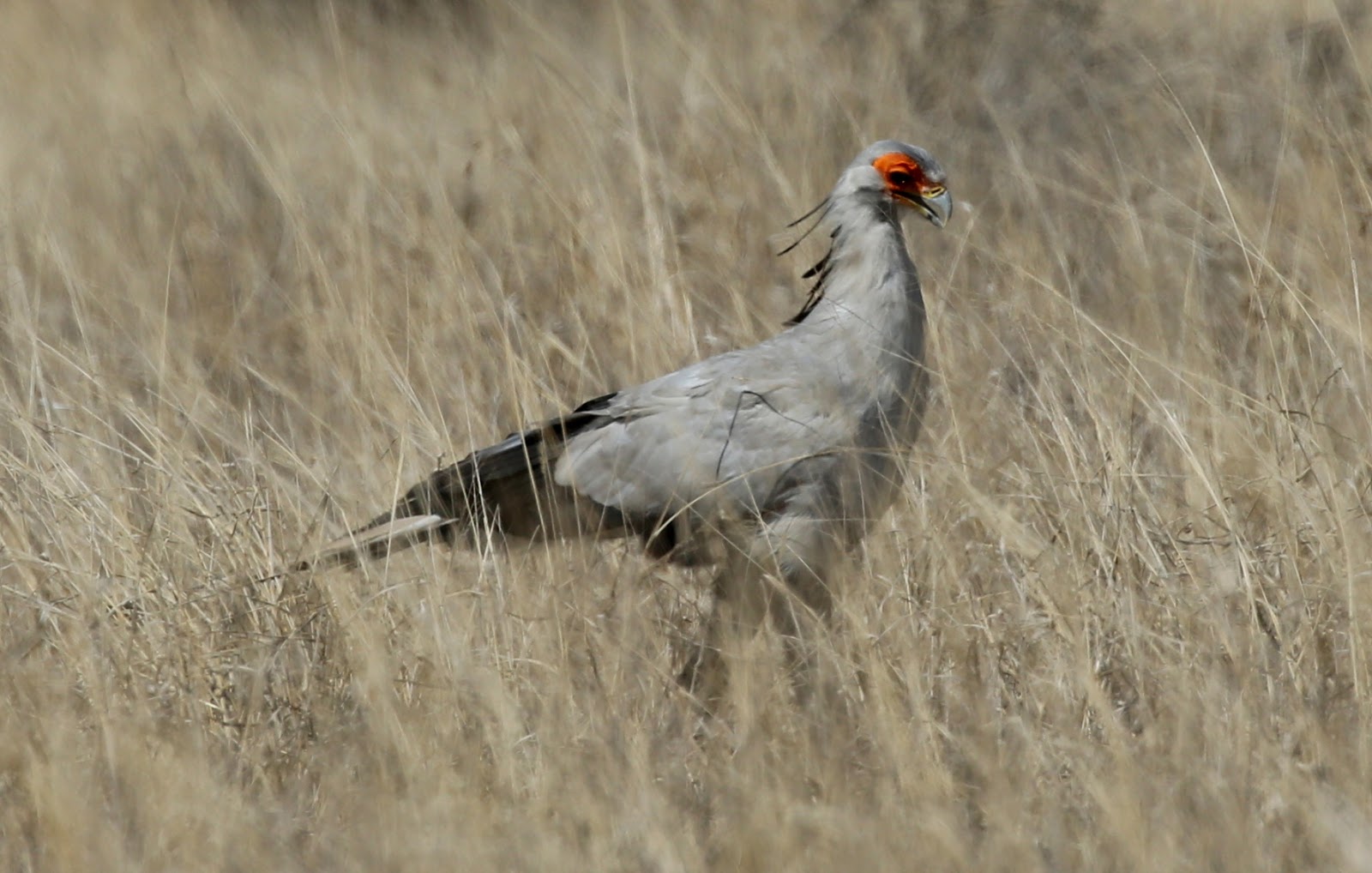 Worldbirder: Clare & Rowan's Africa trip!