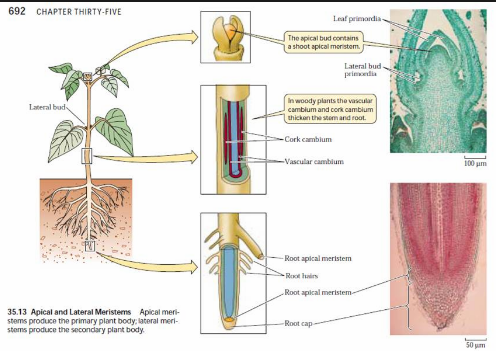 Pengertian dan Ciri-ciri Jaringan Meristem Tumbuhan dan Fungsinya ...