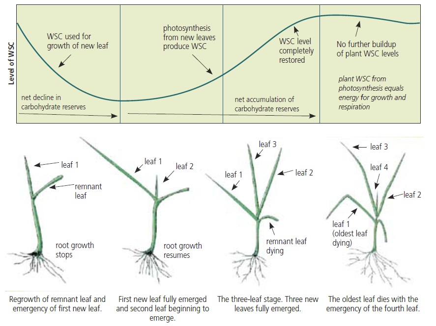 Grass Based Health: Some Mammals Require Dietary Carbohydrate