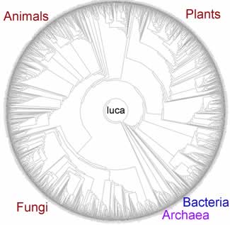 Garden of Earth: 3.8 BYA: Life, the Universal Common Ancestor