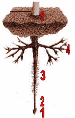 Mato & Cia: Morfologia externa de Raizes
