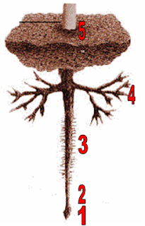 Mato & Cia: Morfologia externa de Raizes