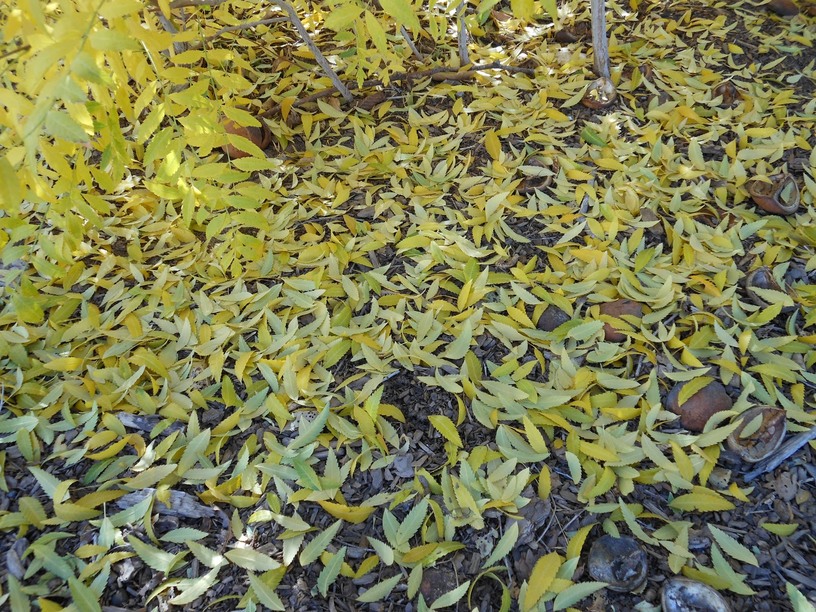 It’s Autumn, Look to the Ground!