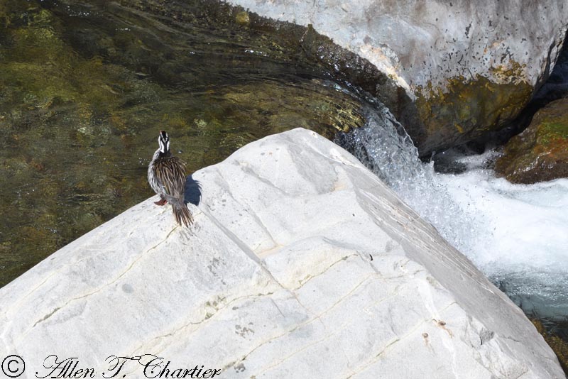 Michigan Hummingbird Guy: Peru Birding Trip Day 12 - July 19, 2018