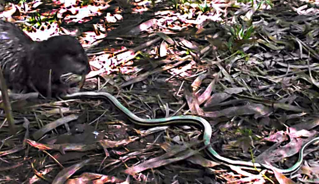 Otters versus snake