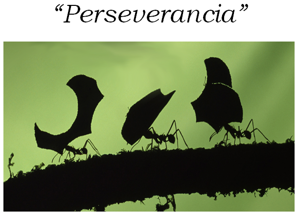 El blog de Marco Peña: Perseverancia