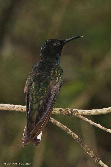 Aves de Argentina: Picaflor negro (Florisuga fusca)