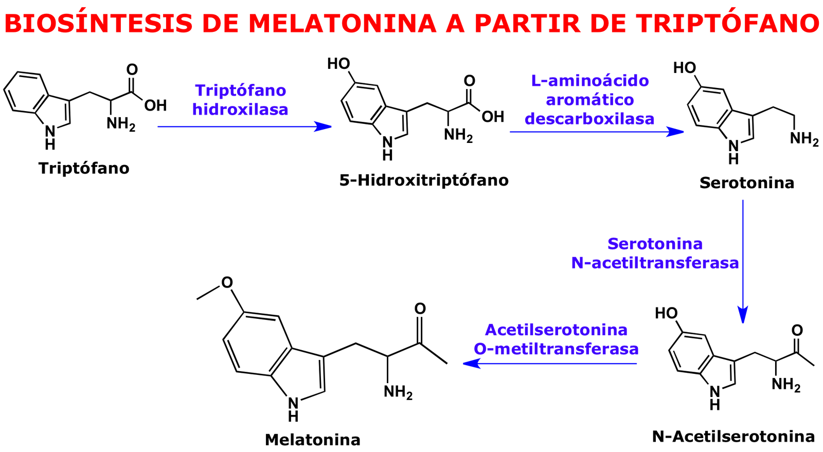 Nutracéuticos & Cosmecéuticos: La Psiconeuroinmunoendocrinología y la ...
