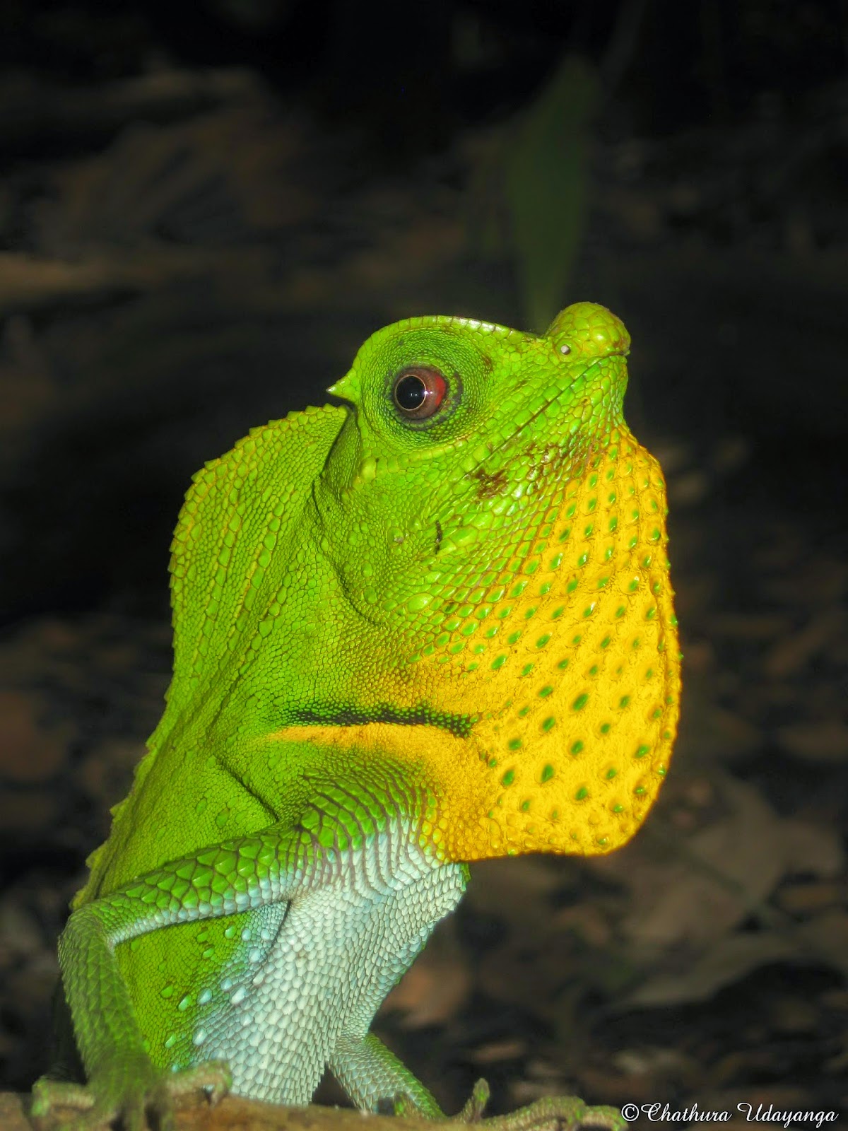 Nature Of Srilanka: Lyriocephalus scutatus (Linnaeus, 1758); Hump-nosed ...