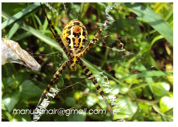papanasini: Wild spider