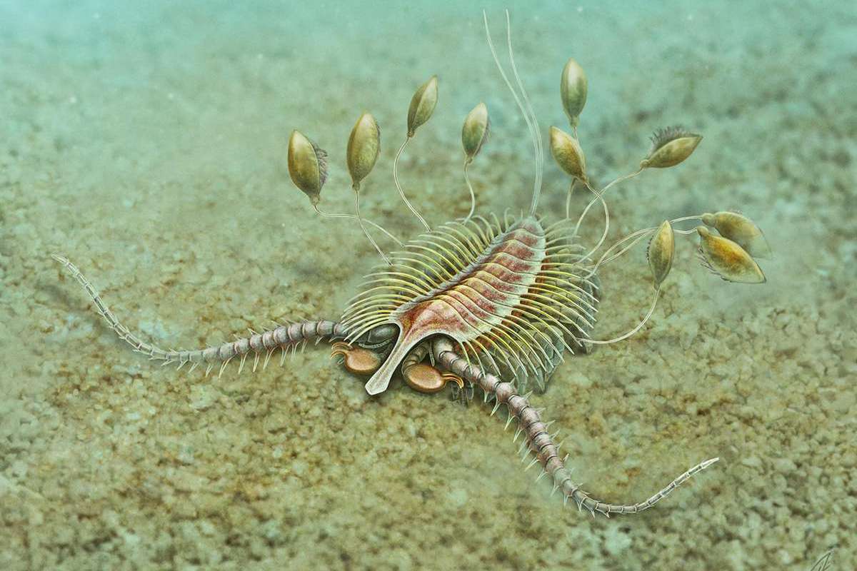 Species New to Science: [Paleontology • 2016] Aquilonifer spinosus ...