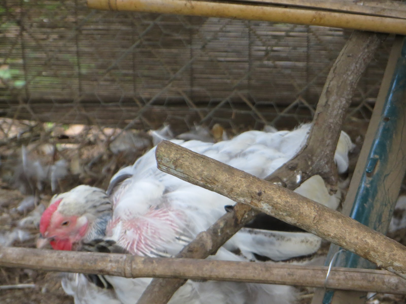 Feather Feet & Vulture Hocks