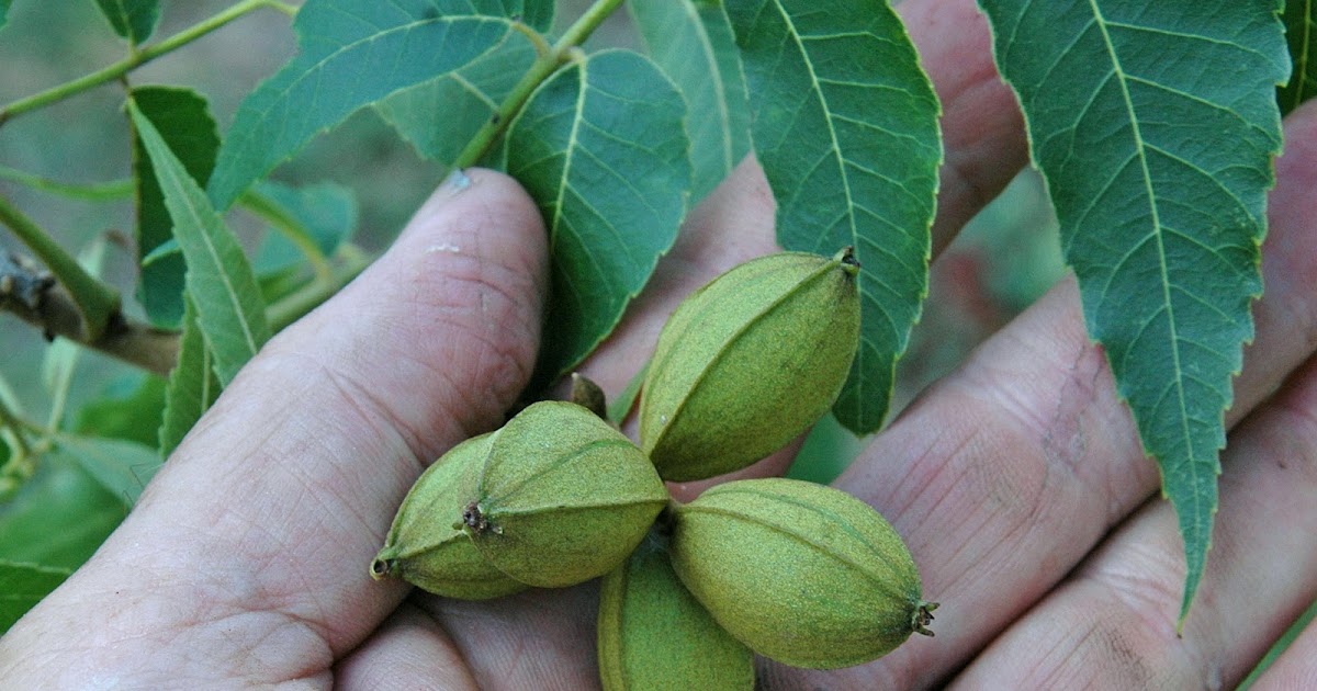 Northern Pecans: Pecans grow rapidly in July