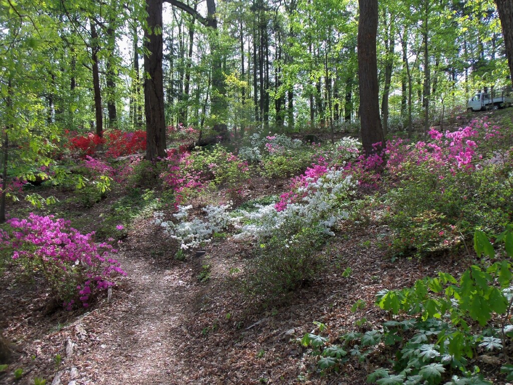 Orange explains it all: National Arboretum Azalea Collection