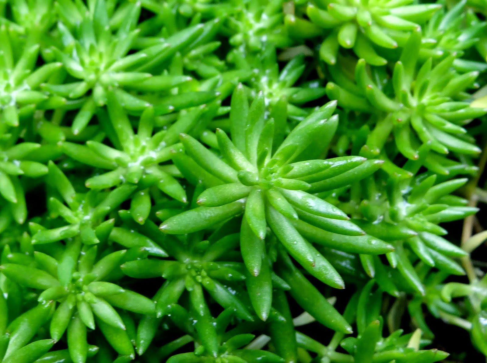 雨玹: 松葉佛甲草 / Mexican Stonecrop