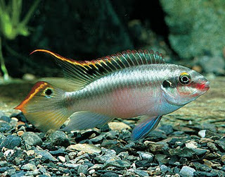 Kribensis / Purple Cichlide (Pelvicachromis pulcher) | FISH WORLDs.com