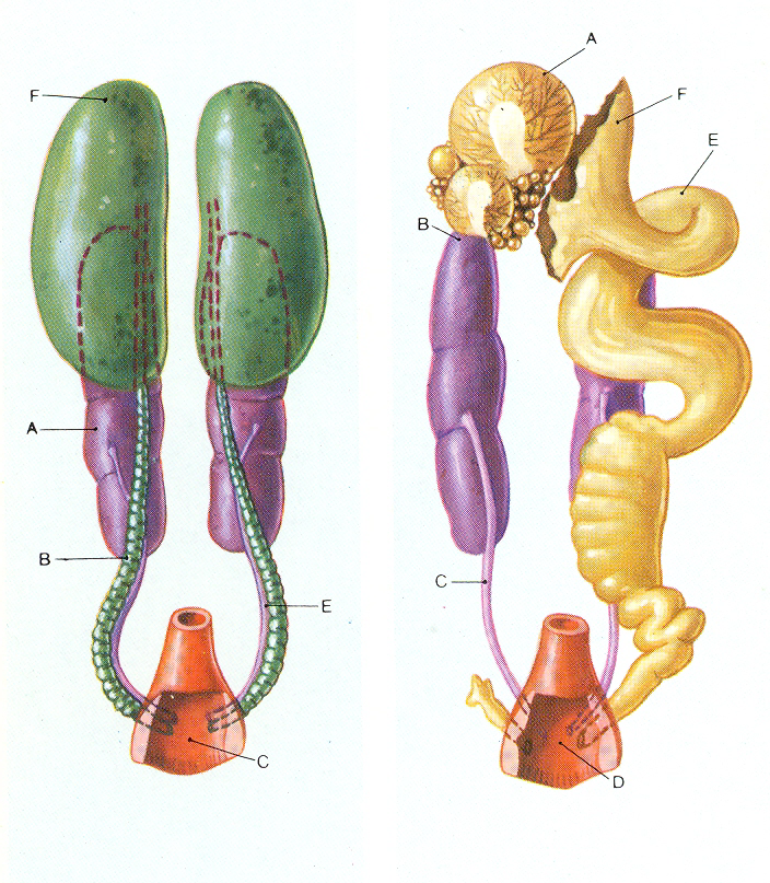 Biología. MORFOLOGIA Y FISIOLOGÍA DE LOS APARATOS REPRODUCTORES