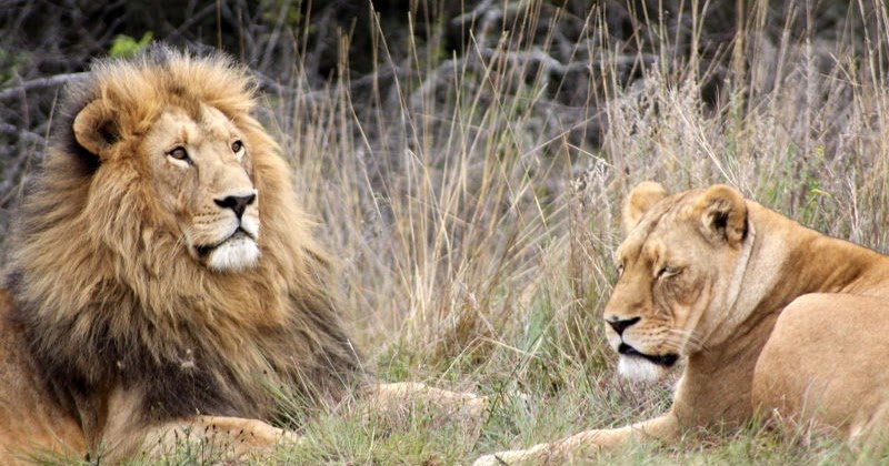 Gir Forest National Park | Beautiful Places