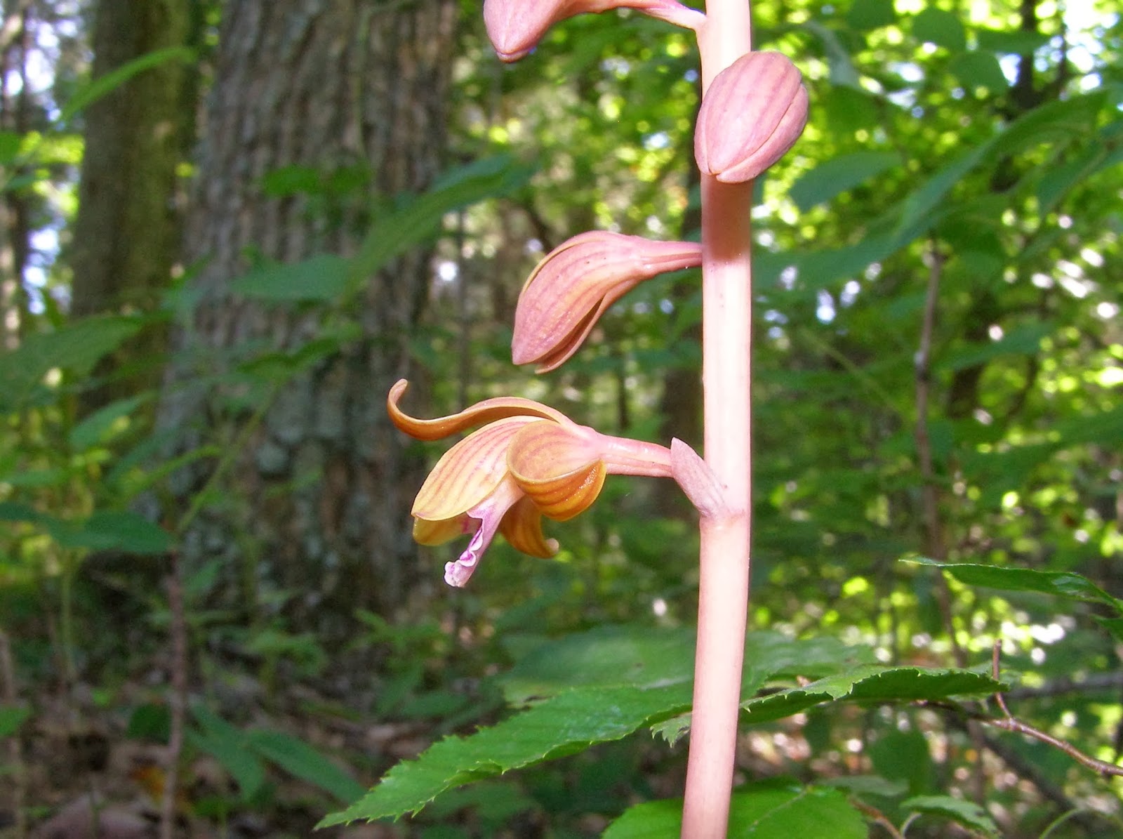 Blue Jay Barrens: Plants 2013 - Crested Coral-root