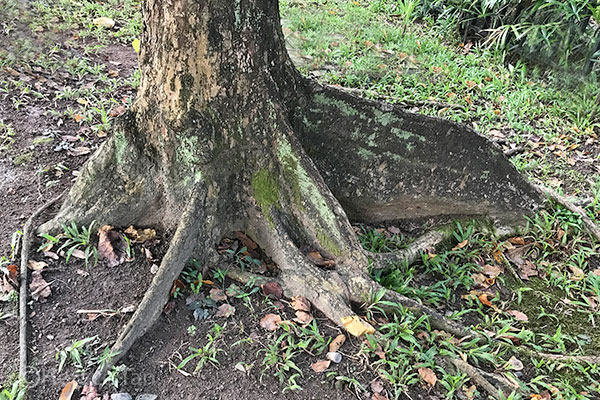 Butterflies of Singapore: Larval Host Plant for Butterflies: Sea Almond