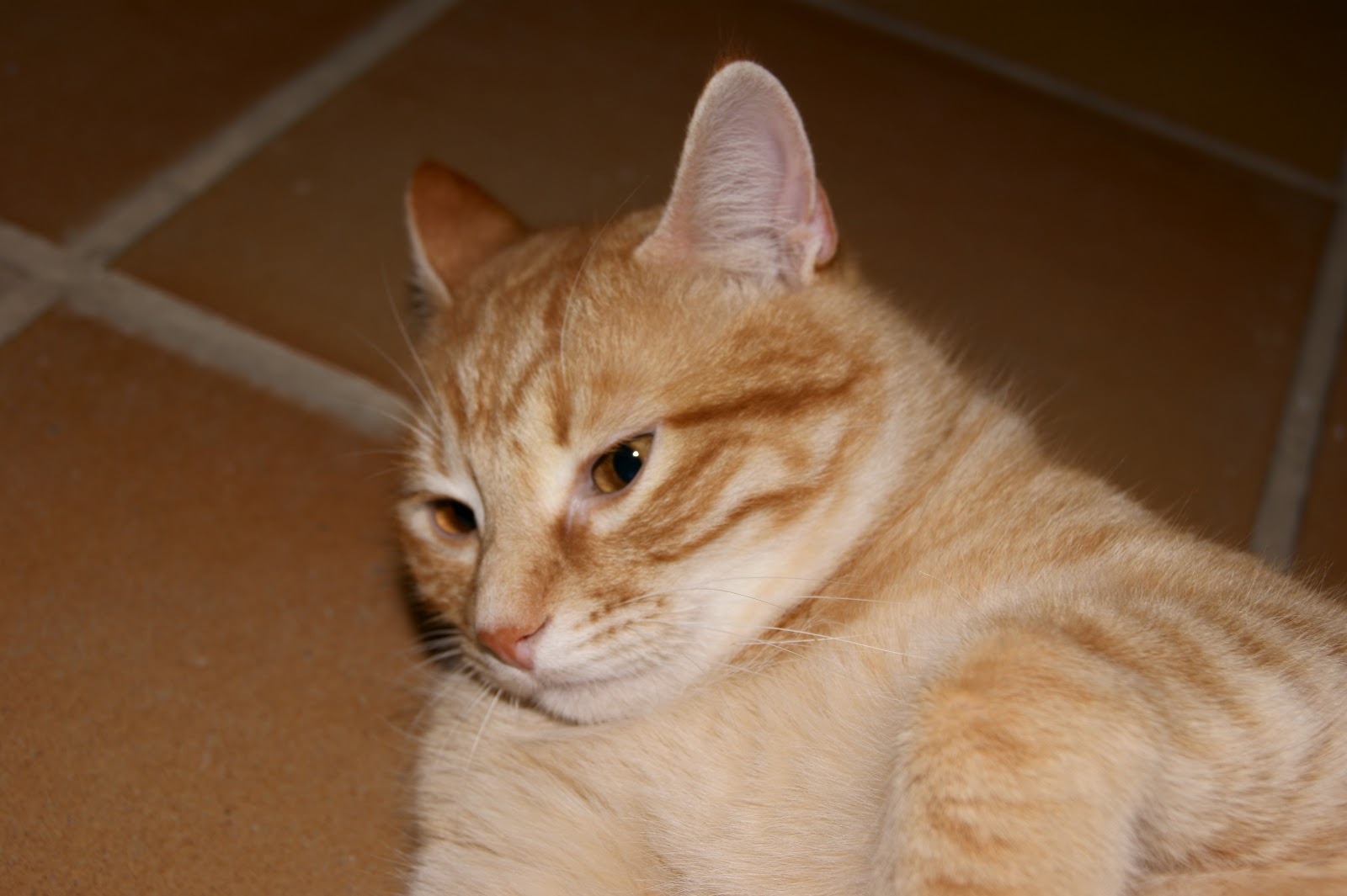 Hongos en los gatos | AnimalandiaSCS