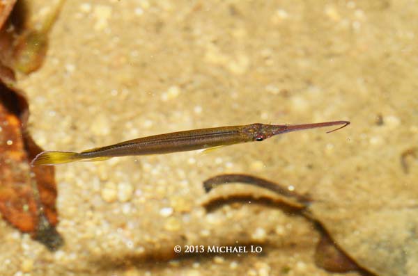 The rainforests of Borneo & Southeast Asia: Some fishes from north ...