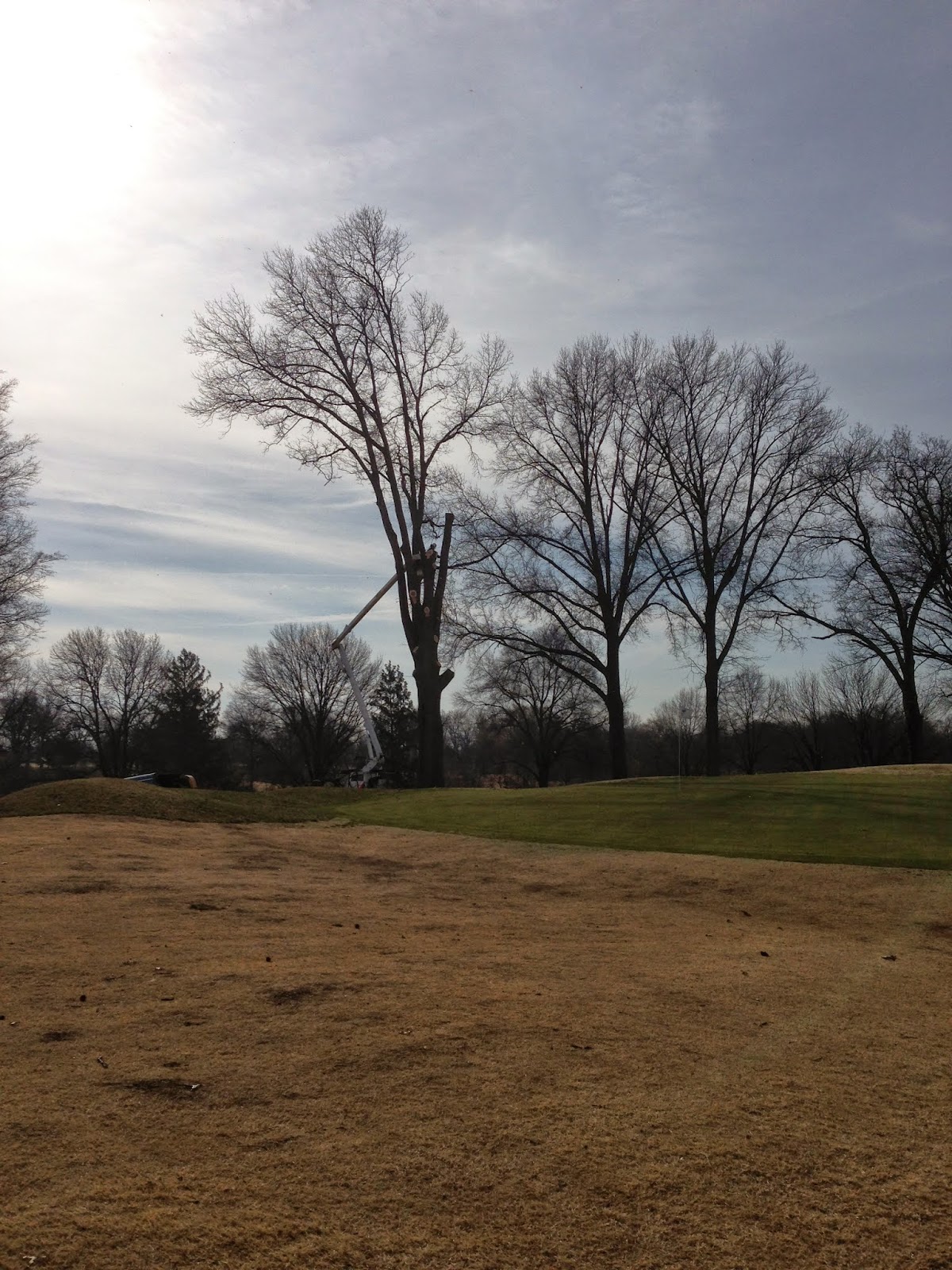 Glen Echo Country Club Golf Course Management: Tree Management Plan
