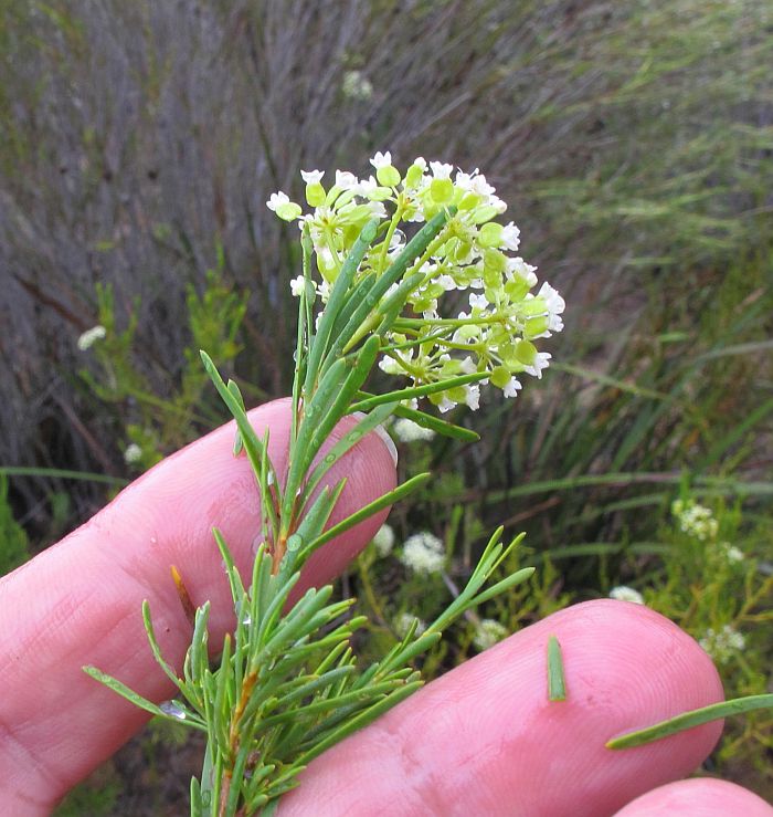 Esperance Wildflowers: Platysace maxwellii - Native potato