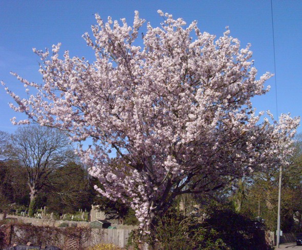 Michael Peverett: Prunus 'Spire'