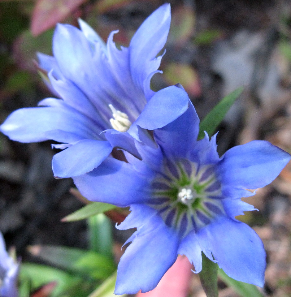 Maumee Meditations: Beautiful Gentians