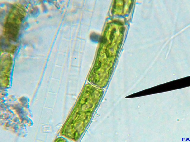 Microorganismo del agua.: RHIZOCLONIUM, GENERO CIANOFÍCEAS.