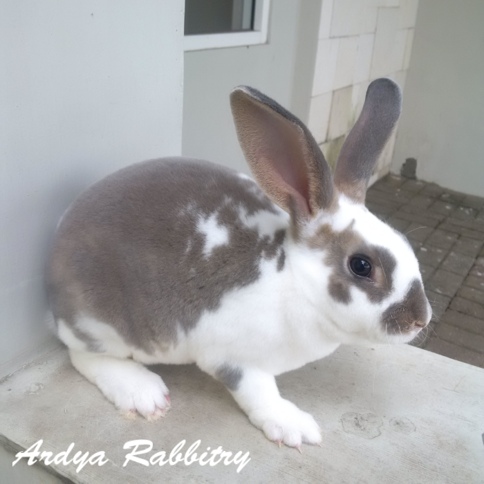 Peternak Kelinci Malang: Jual Kelinci Rex warna Opal di Malang