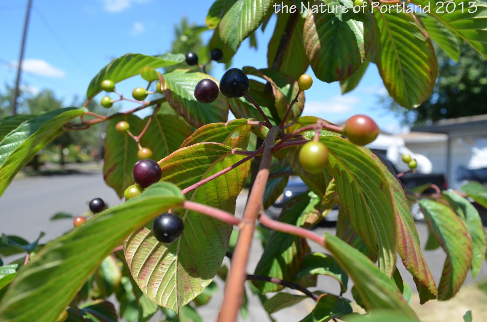 the Nature of Portland: Cascara Berries are for the Birds; Mine are for ...