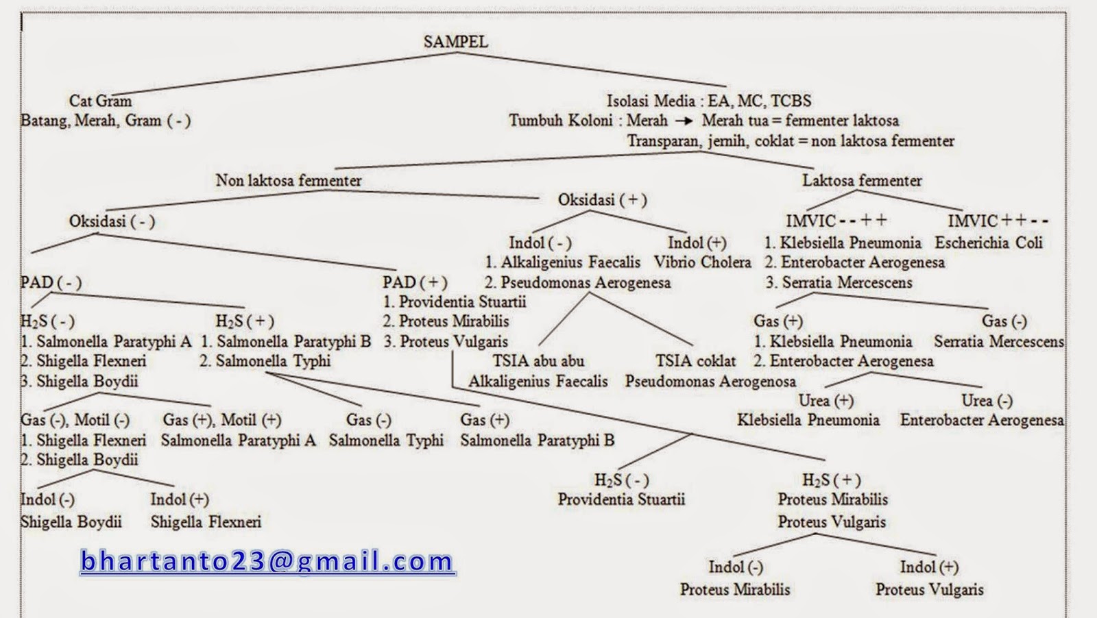 Artanta-Bagus: Skema Sederhana Identifikasi Bakteri Gram Negatif dan ...