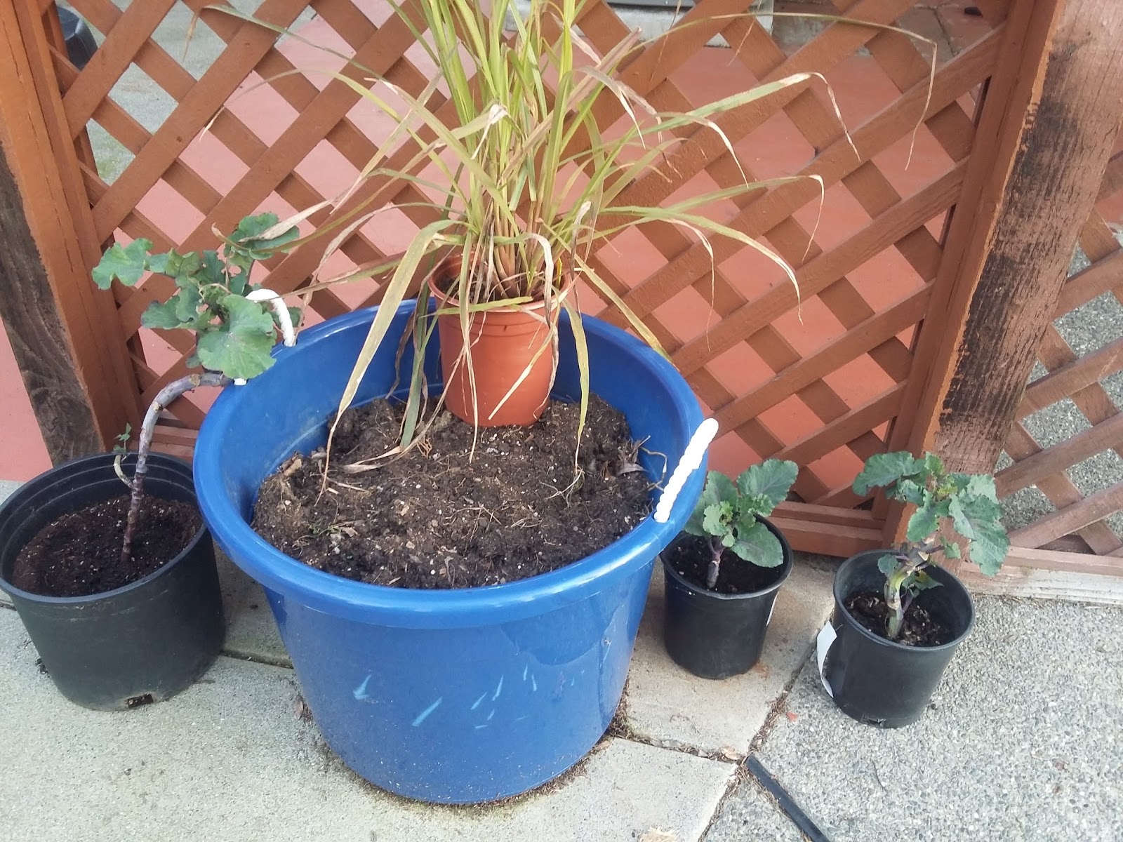 The Scientific Gardener: Tree Kale or Perennial Collards?