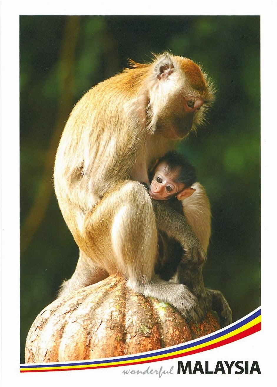 My Postcards Wonderland: MY-Postcards (Shashin)