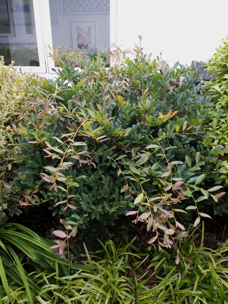 Future Plants by Randy Stewart: Isu Tree