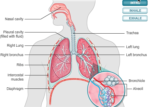 IGCSE Biology: 2.45 Understand the role of the intercostal muscles and ...