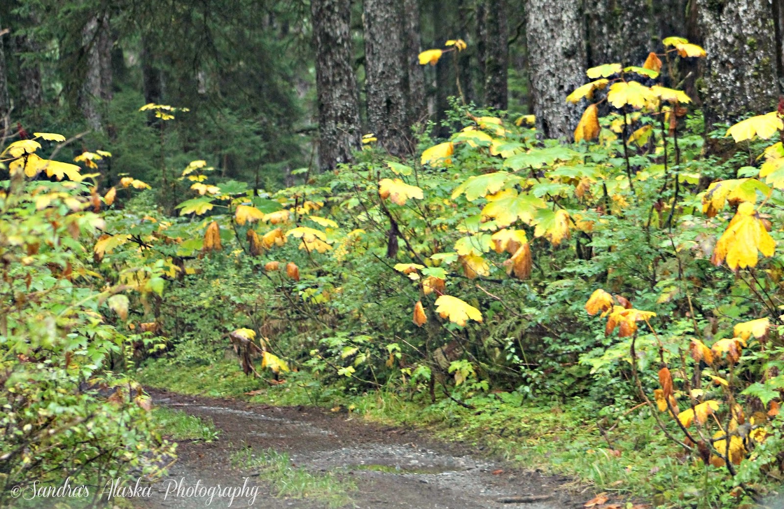 Sandra's Alaska Photography: Plants-Berries-Trees